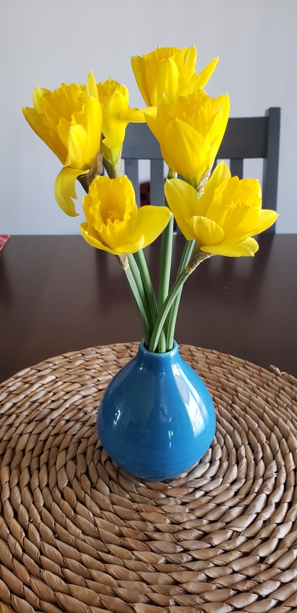 Silent Sunday – Daffodils – A Toast Between Seasons