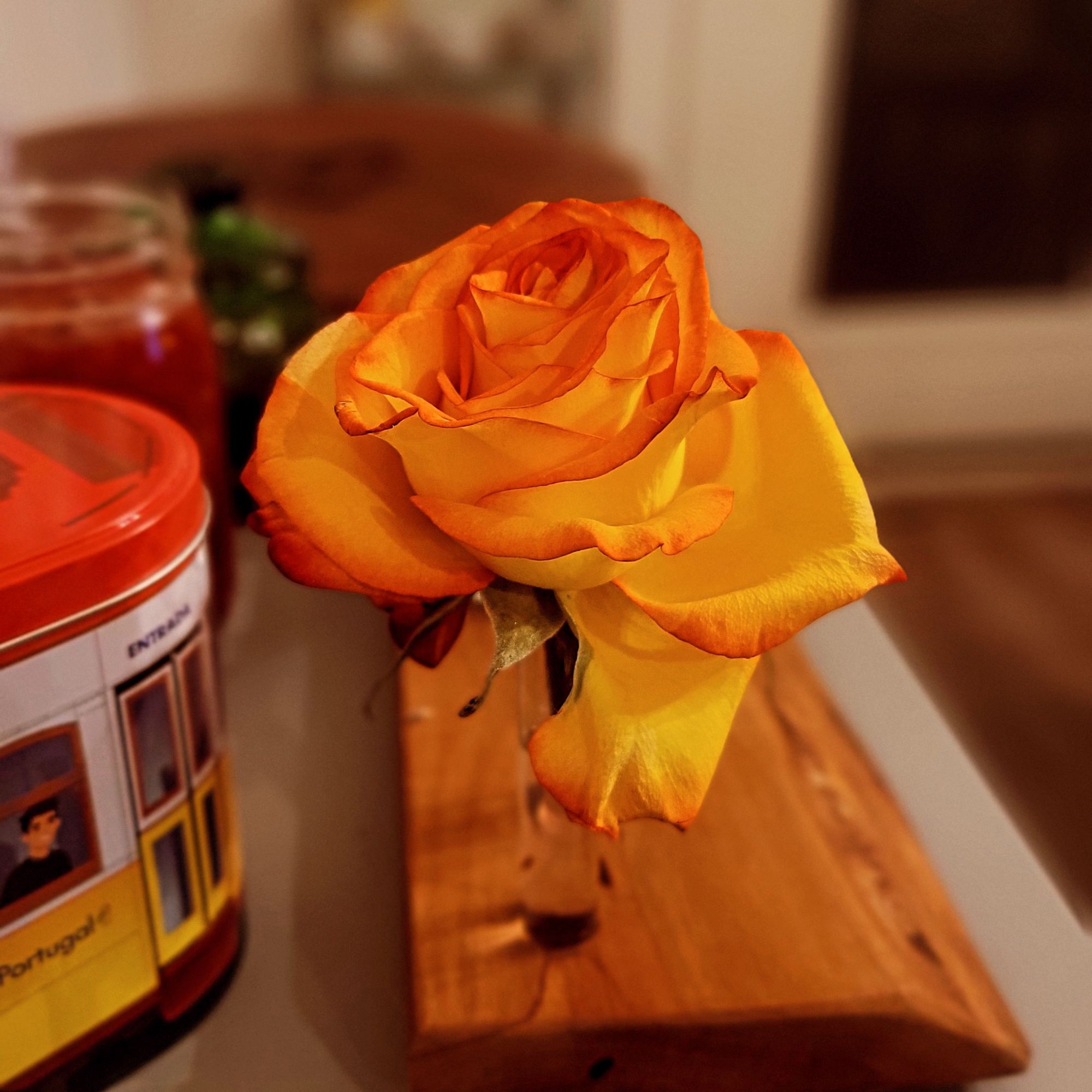 Transcendent Tuesday – Rose Emotions – A Toast Between Seasons