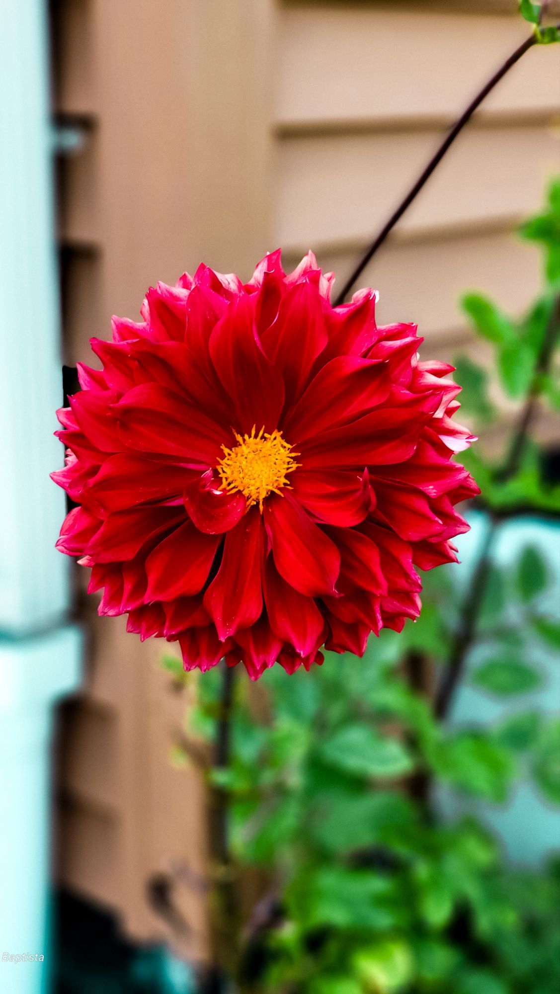 Floral Friday – Proud to be a Flower – A Toast Between Seasons